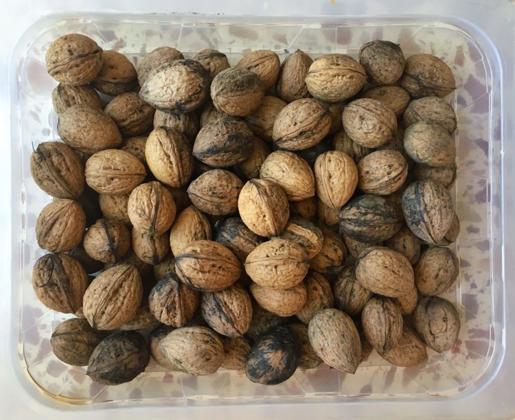 Creamy Vegan Walnut Spaghetti Sauce Recipe | Honestly Alessandra